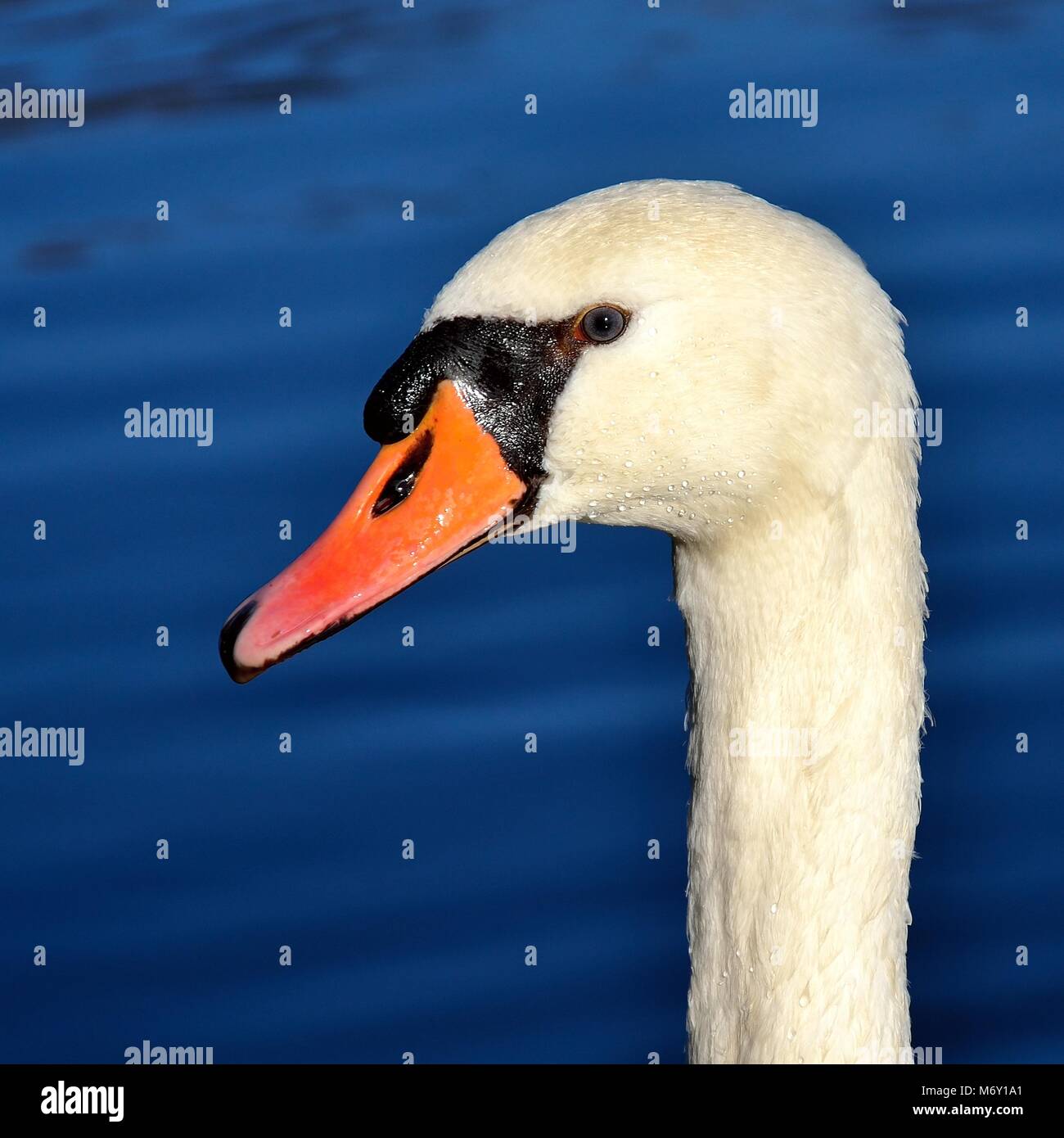 Close up swan head Stock Photo - Alamy