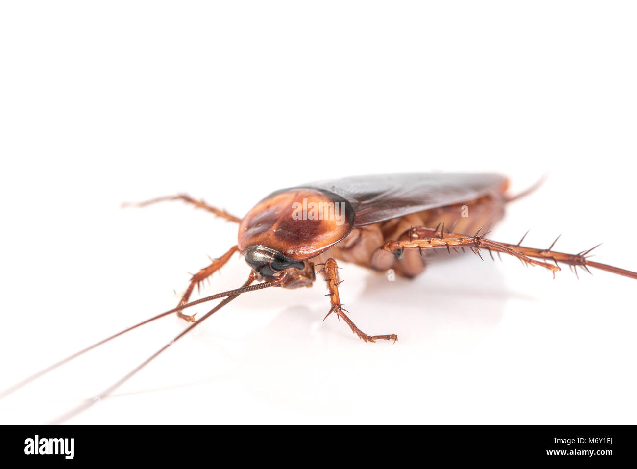 cockroach on white background Stock Photo - Alamy