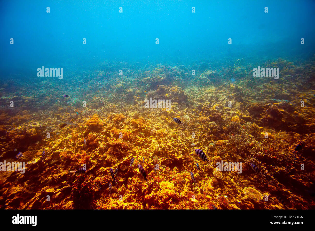 coral reef area in Red sea Stock Photo - Alamy