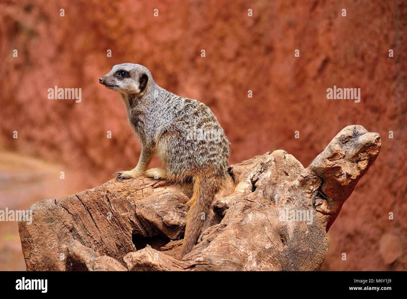Cute animal on rock Stock Photo - Alamy