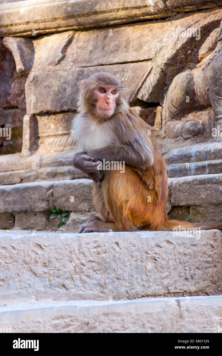 Monkey on a Wall Stock Photo - Alamy