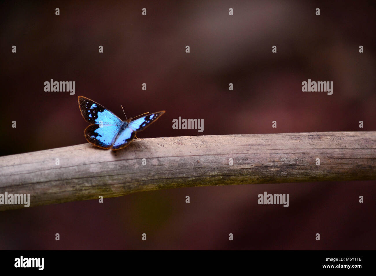 Cute butterfly with open wings Stock Photo - Alamy