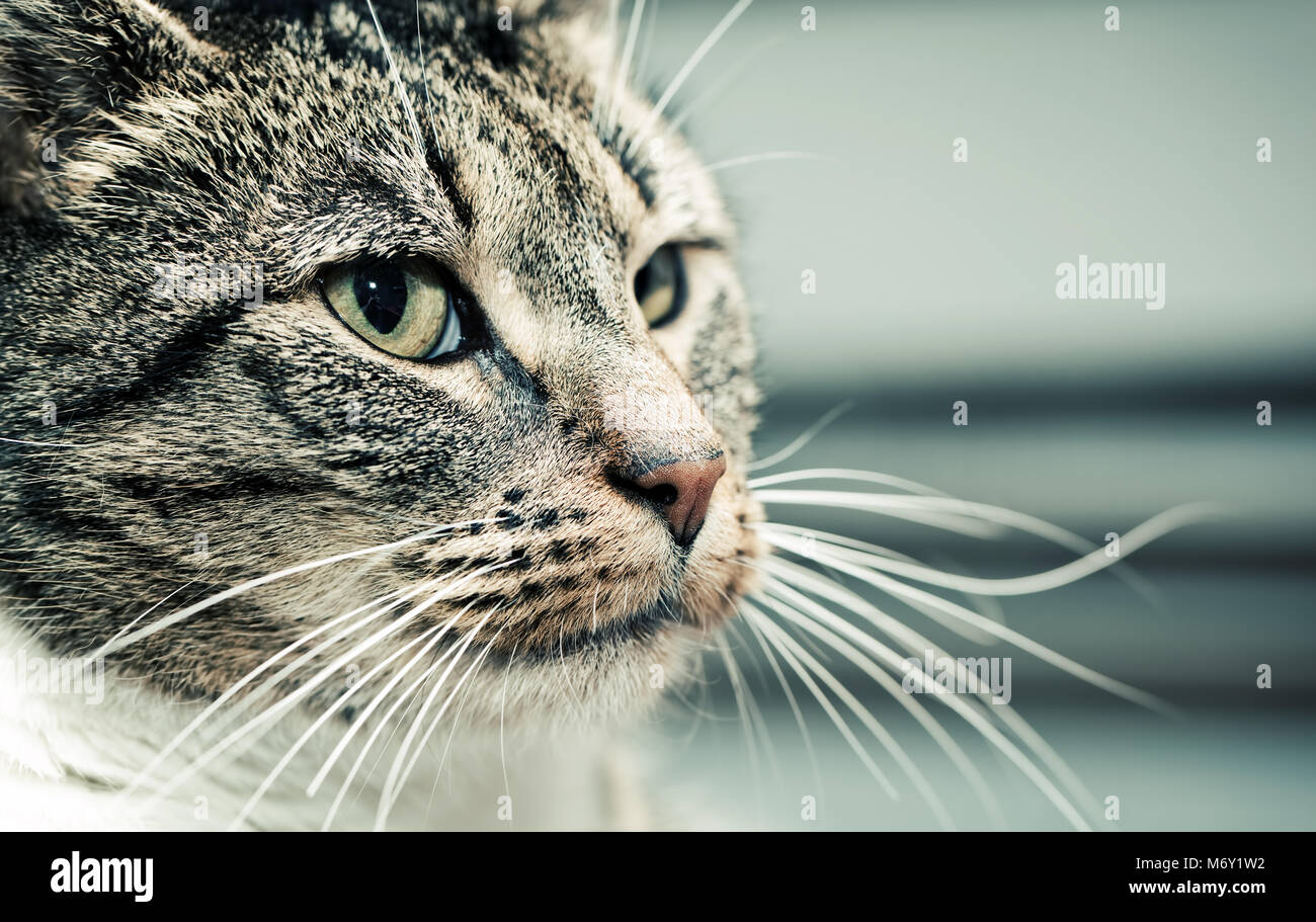 Cute cat face portrait, looking at something. Adorable kitten series ...