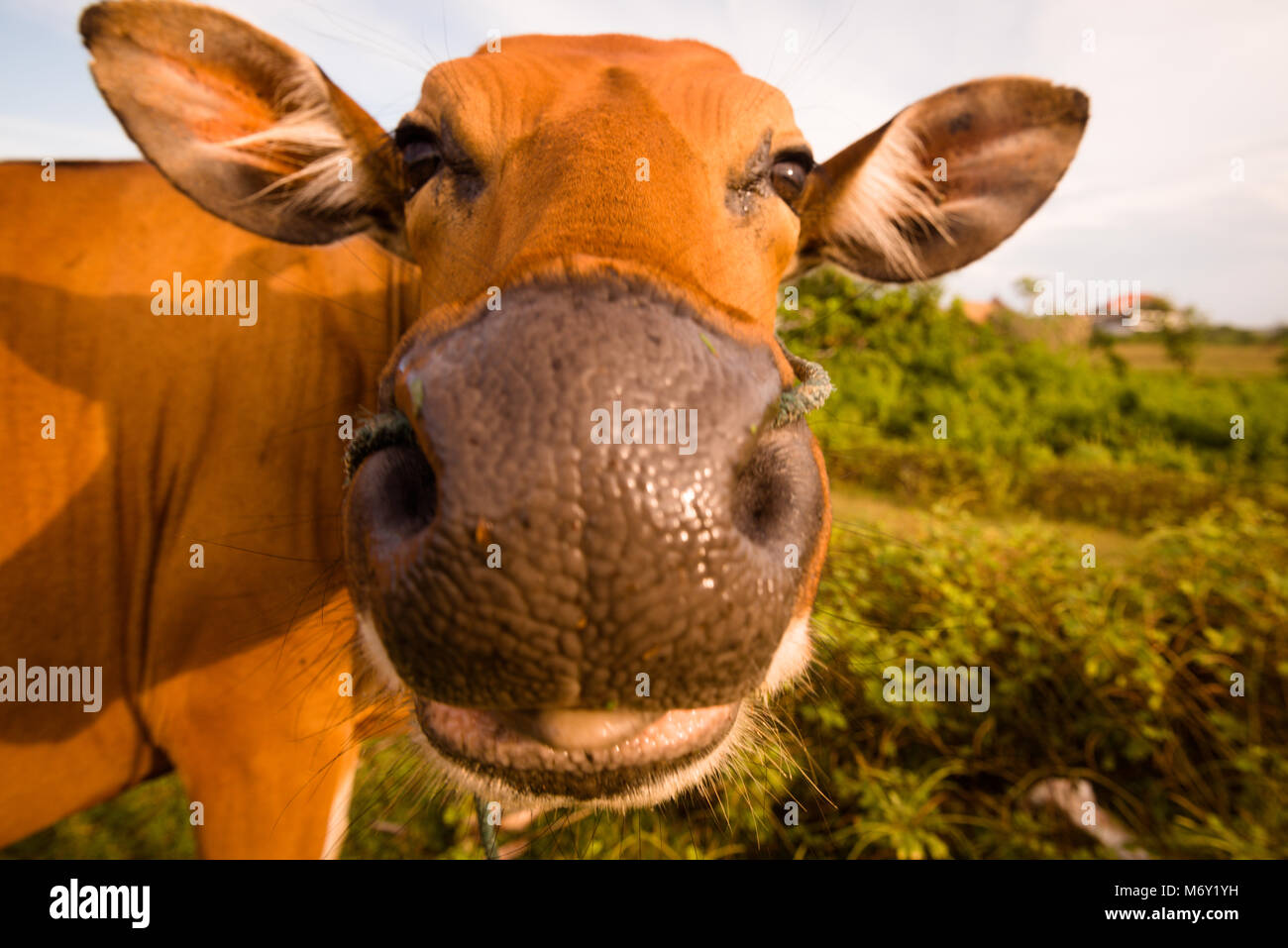 Blue tongue cow hi-res stock photography and images - Alamy