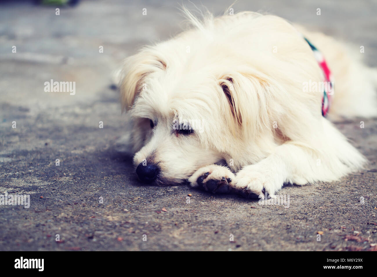 Dog alone emotion sad lonely waiting at home with copy space Stock ...