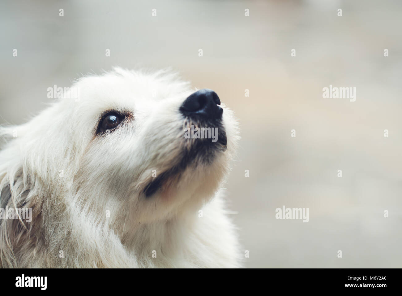 Dog alone emotion sad lonely waiting at home with copy space Stock ...