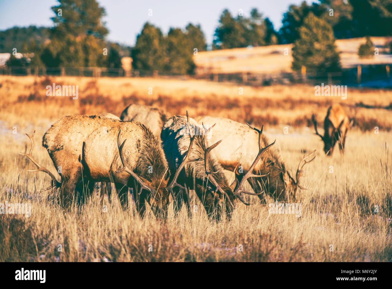 Elks group hi-res stock photography and images - Alamy