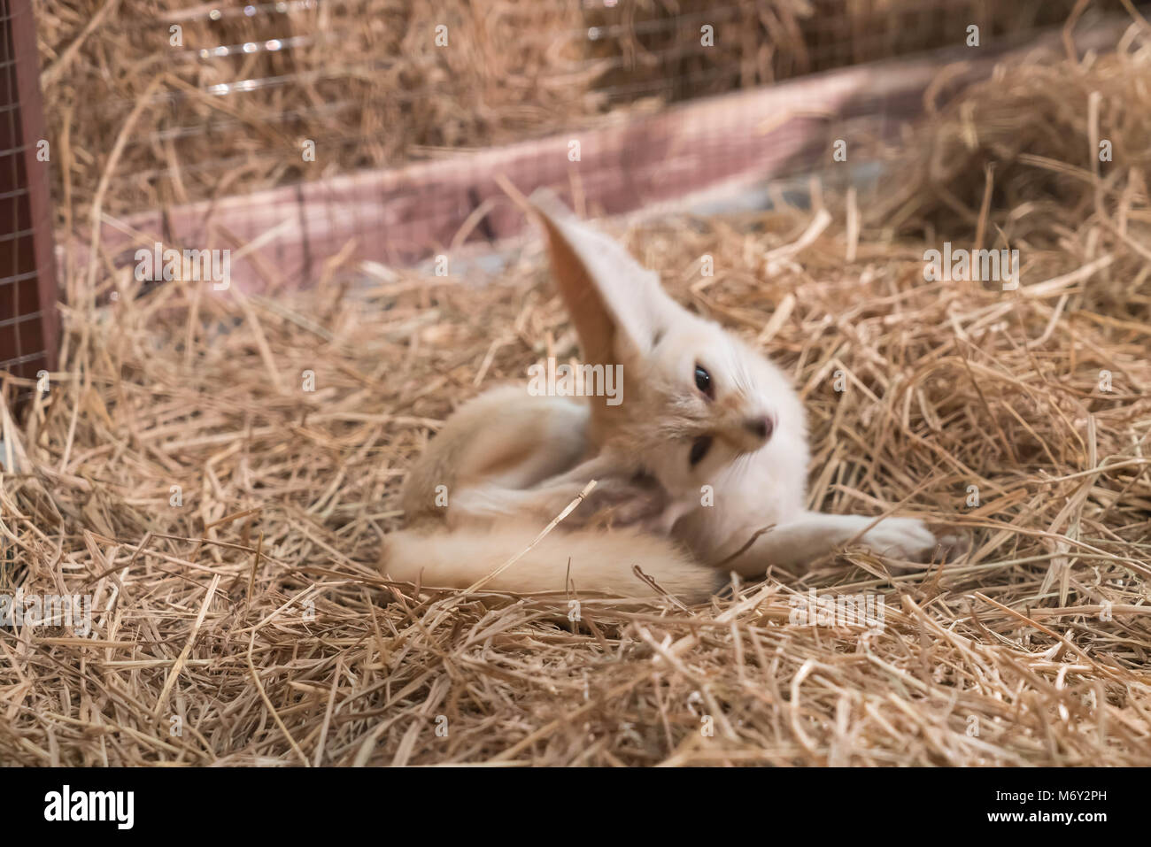 Fennec fox or Desert fox in farm Stock Photo - Alamy