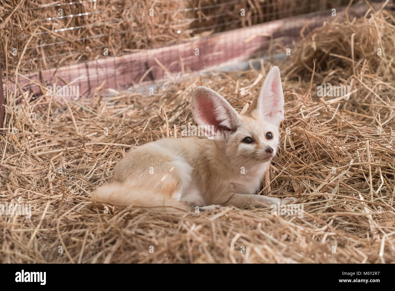 Fennec fox or Desert fox in farm Stock Photo - Alamy