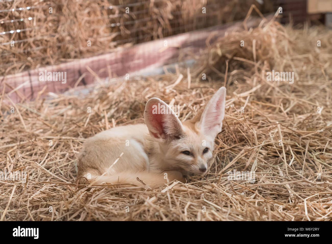 Fennec fox or Desert fox in farm Stock Photo - Alamy