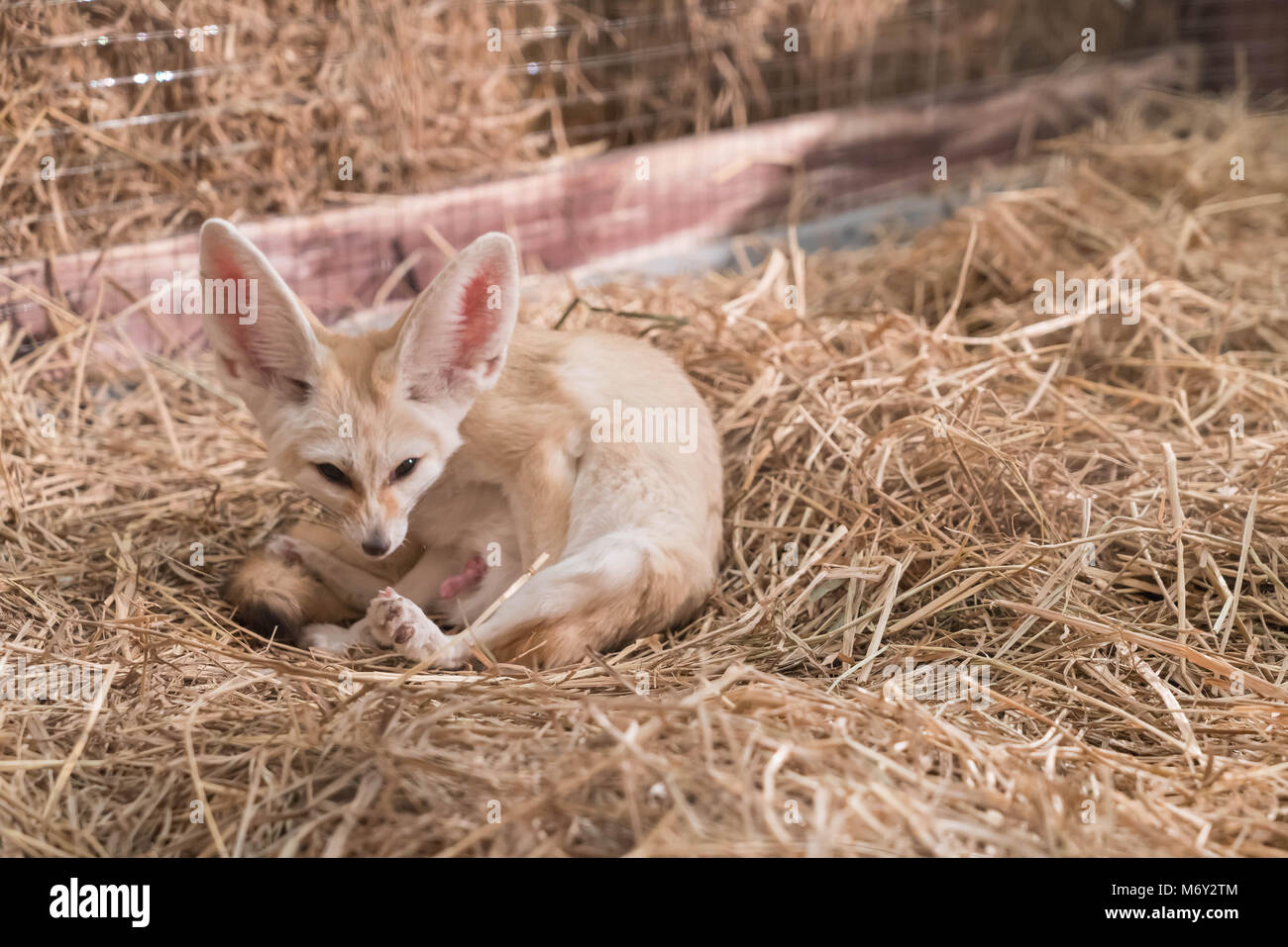 Fennec fox or Desert fox in farm Stock Photo - Alamy