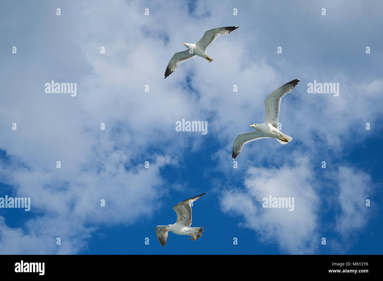 Pictures of seagulls hi-res stock photography and images - Alamy