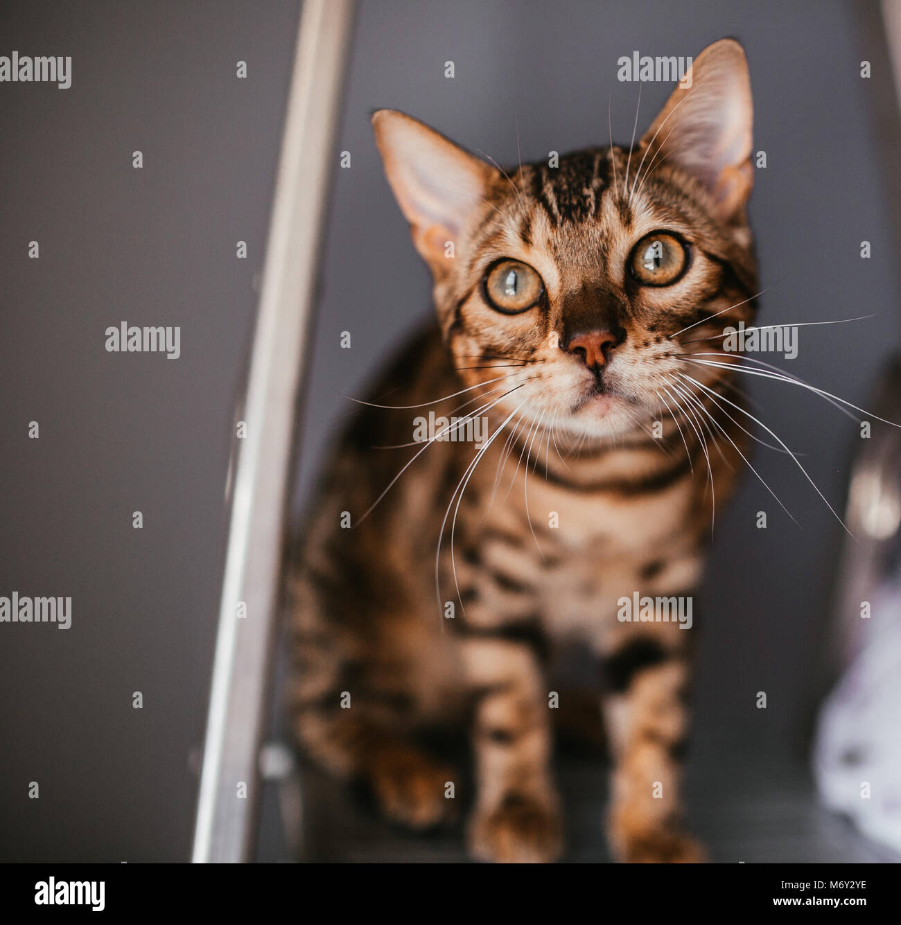 Funny Bengal cat stands on the ladder Stock Photo - Alamy
