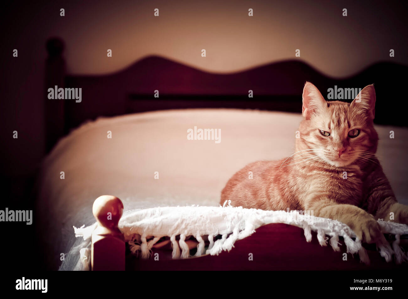 Ginger Cat laying on a bed Stock Photo - Alamy
