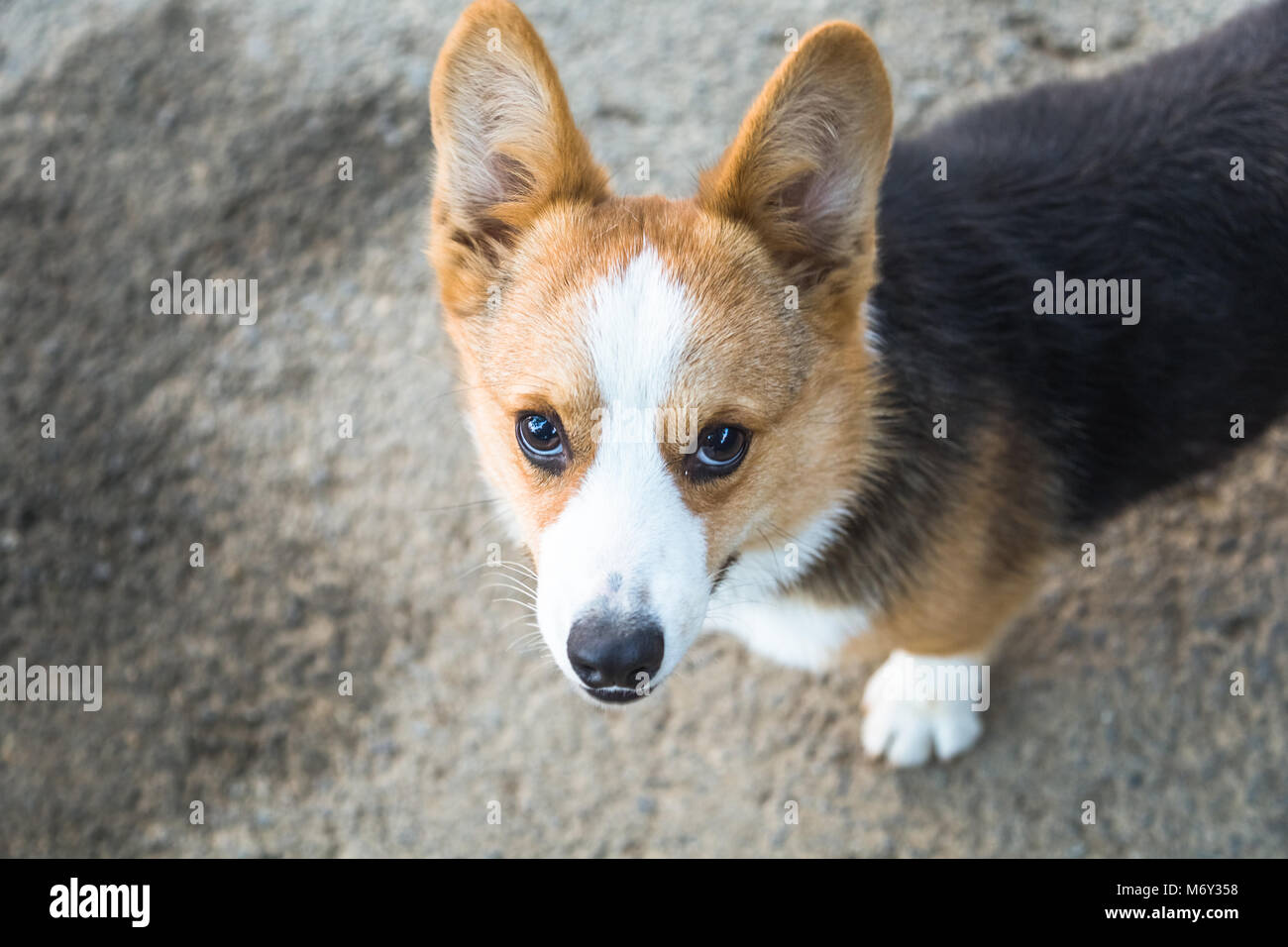 Happy pet dogs playing in a park Stock Photo - Alamy