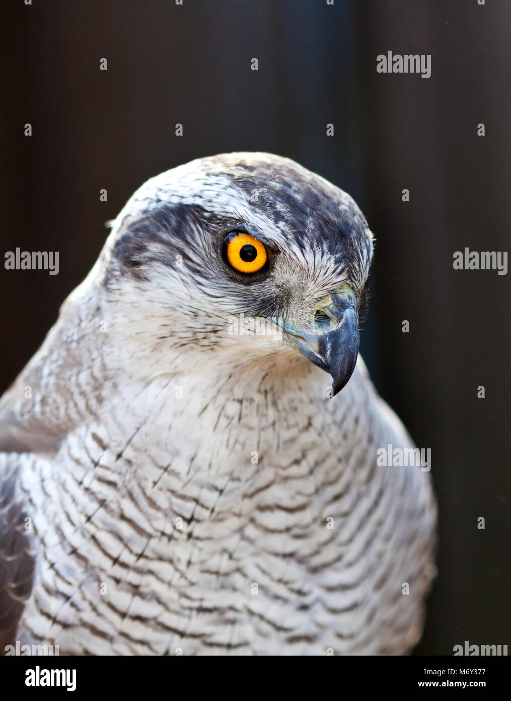 Hawk goshawk hi-res stock photography and images - Alamy