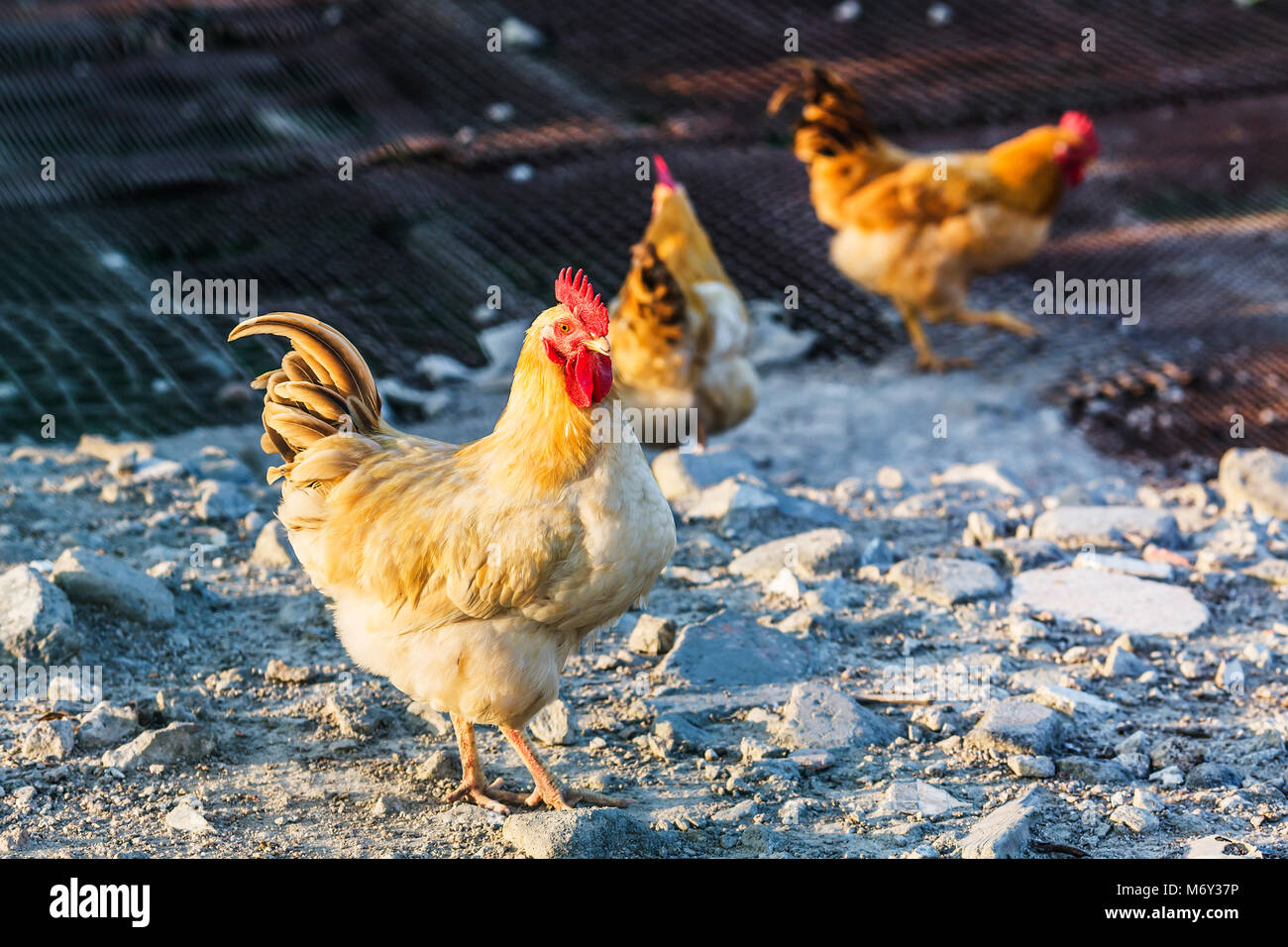 Hormone free eggs hi-res stock photography and images - Alamy