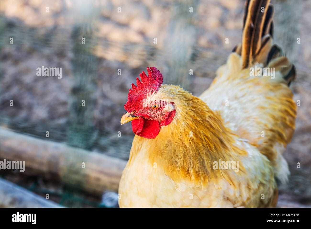Hormone free eggs hi-res stock photography and images - Alamy