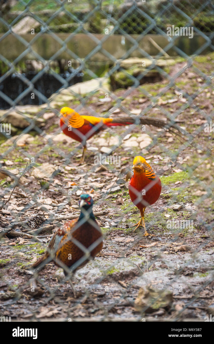 Pheasant cage hi-res stock photography and images - Alamy