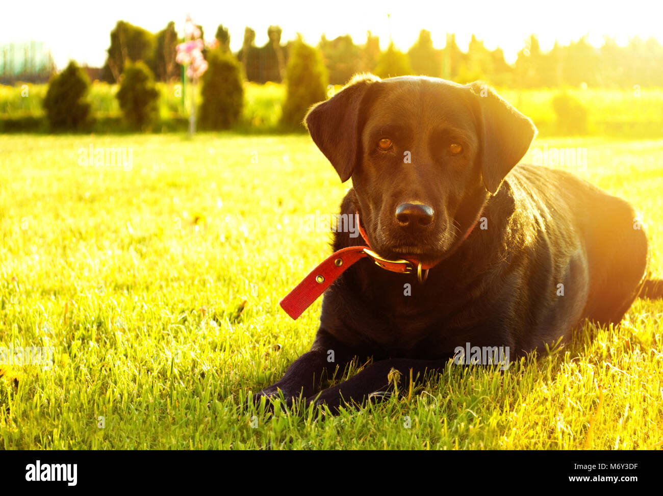 Labrador lying in the sun hi-res stock photography and images - Alamy