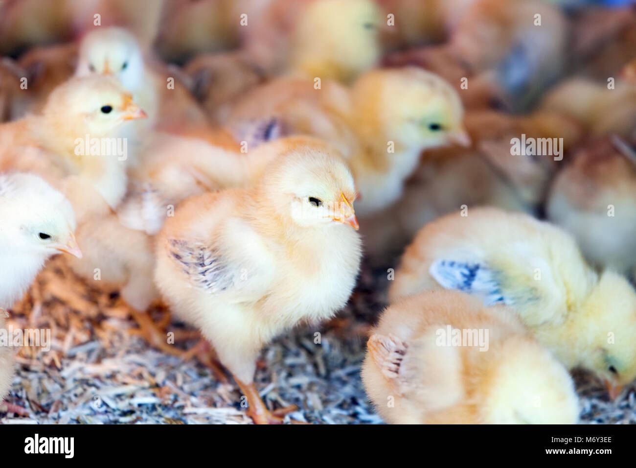 little yellow chicks at farm Stock Photo - Alamy