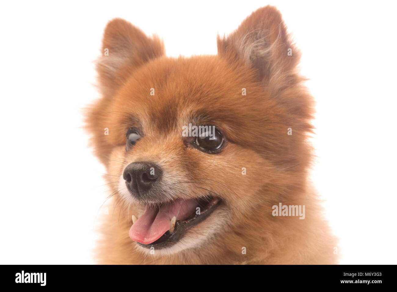 little red dog lying on a white background Stock Photo - Alamy