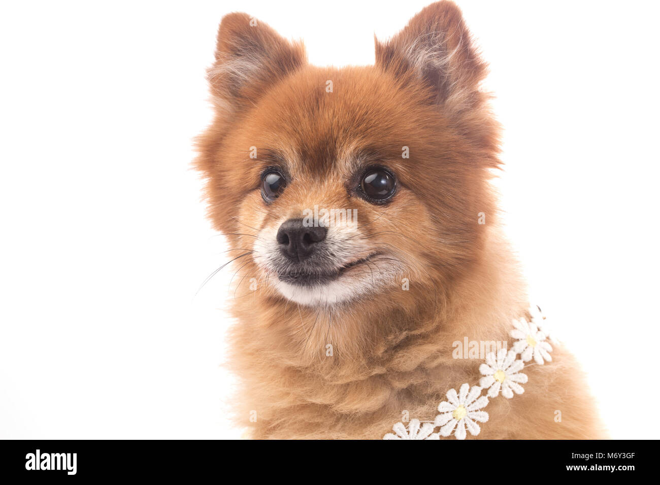 little red dog lying on a white background Stock Photo - Alamy