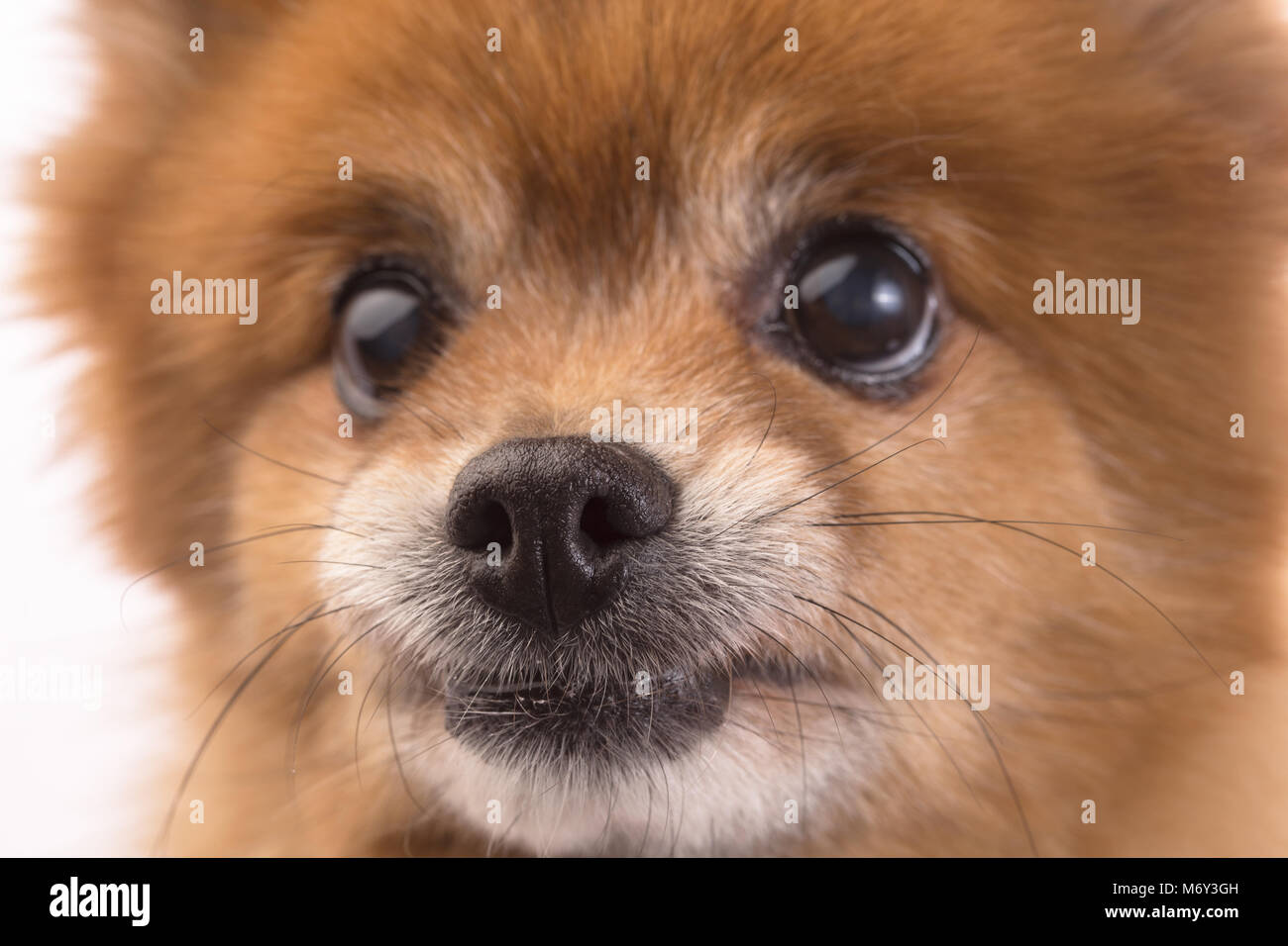 little red dog lying on a white background Stock Photo - Alamy