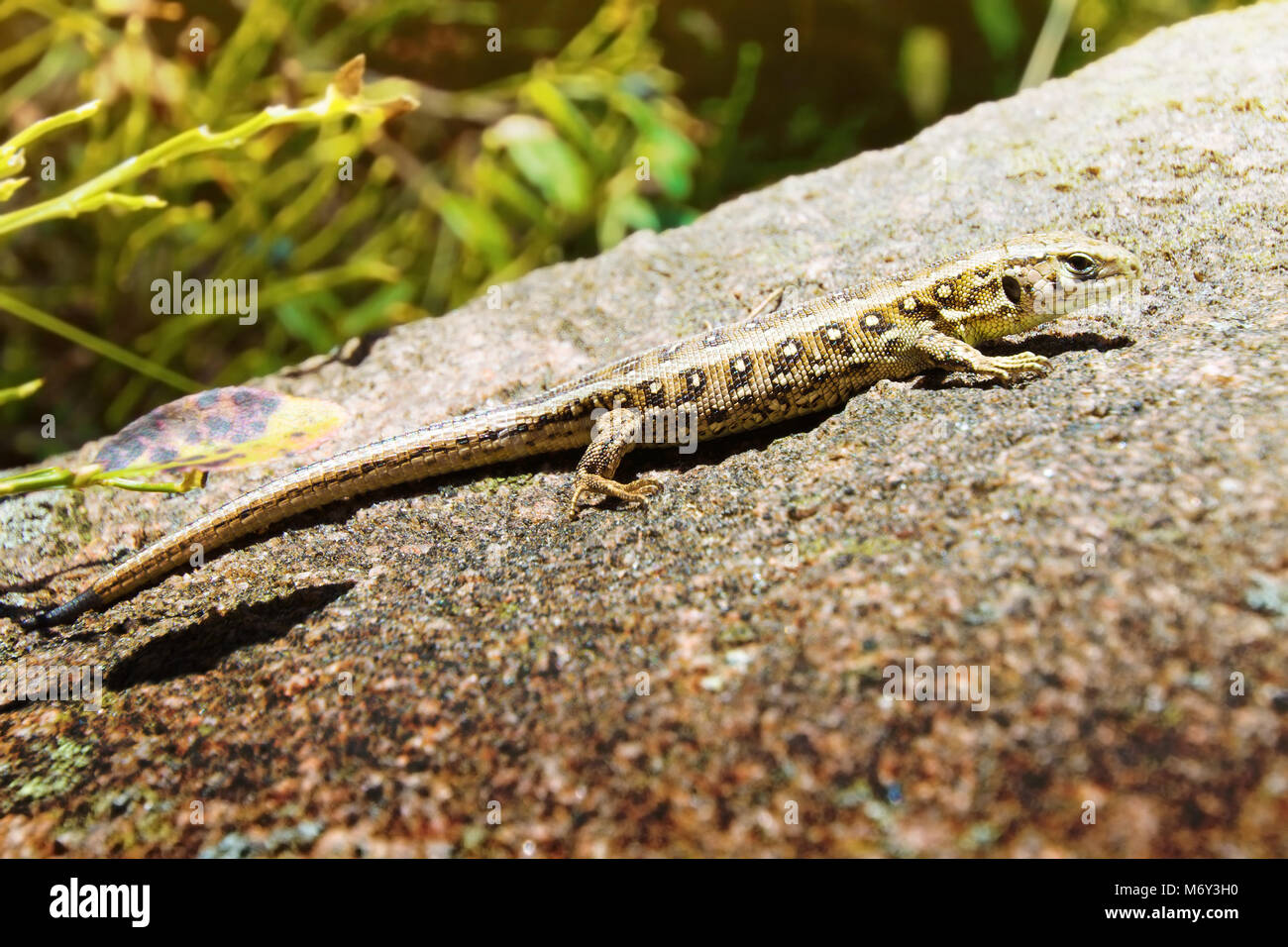 Lizard on the rock. Reptile animal image Stock Photo - Alamy