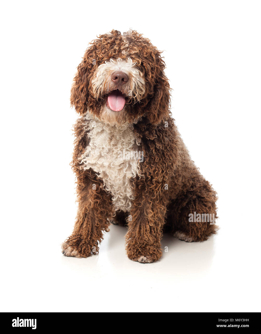 Face small dog long Cut Out Stock Images & Pictures - Alamy