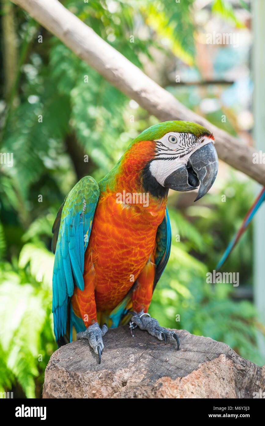 Macau and mexico hi-res stock photography and images - Alamy