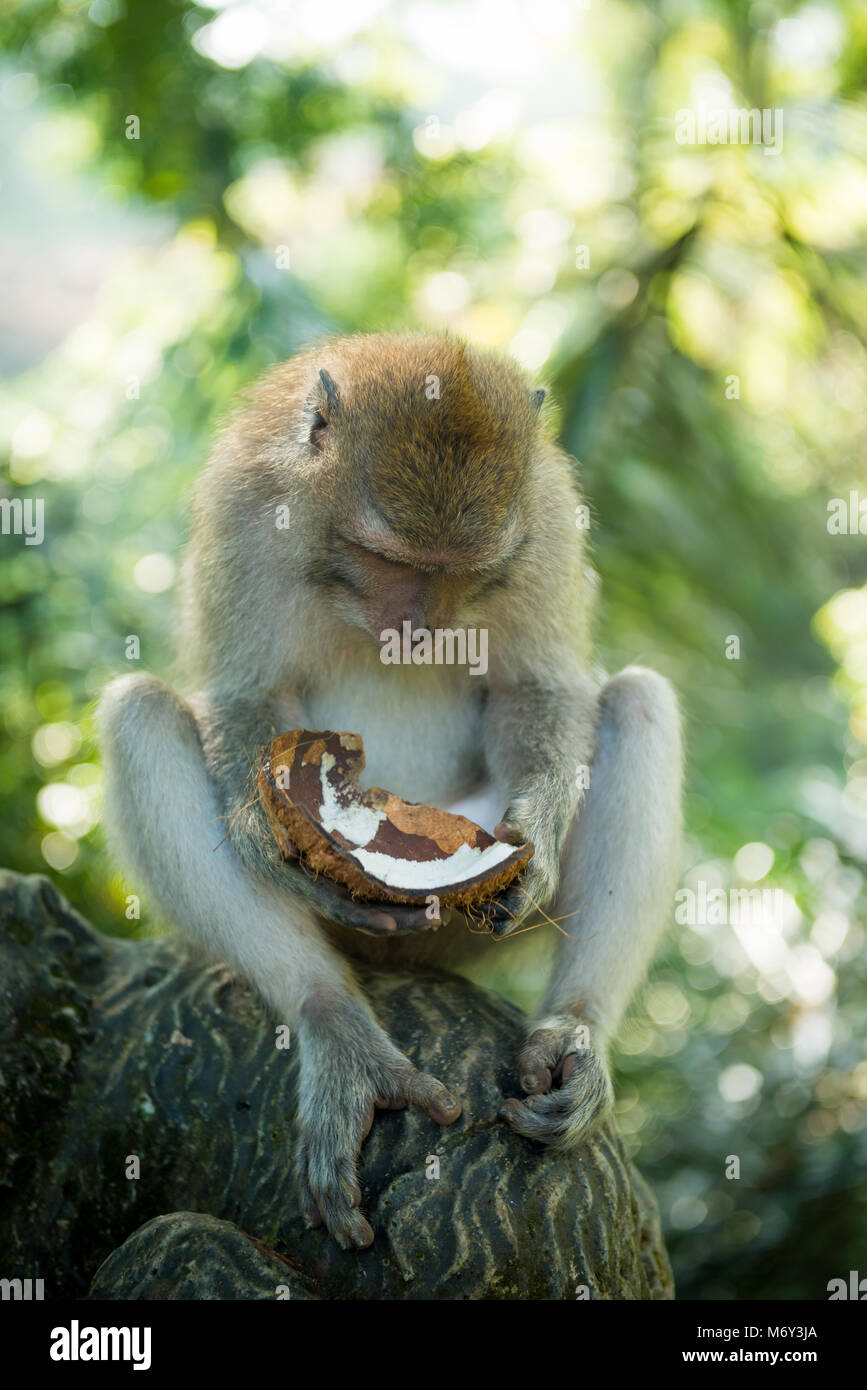 Monkey eating a coconut hi-res stock photography and images - Alamy