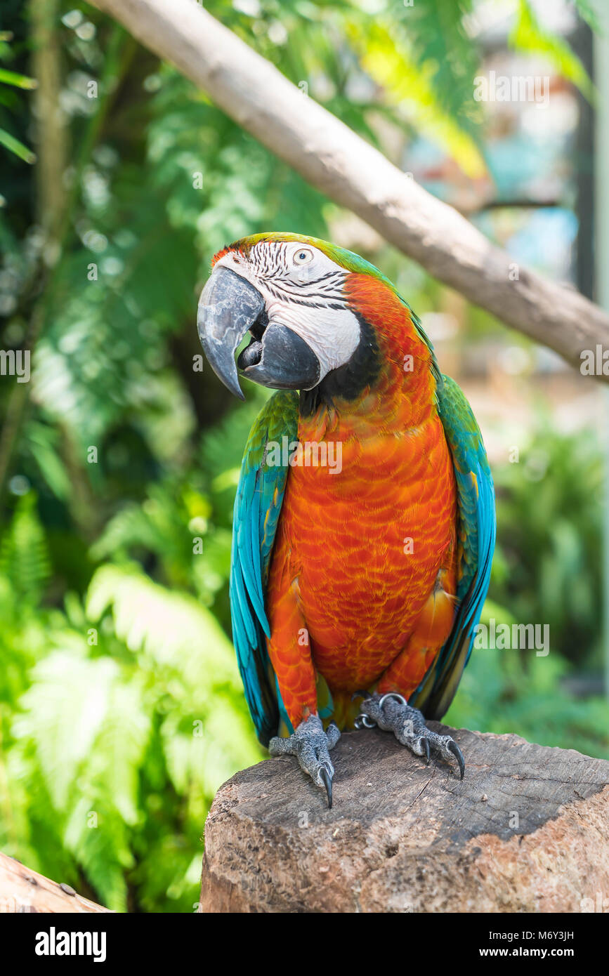 Macau and mexico hi-res stock photography and images - Alamy