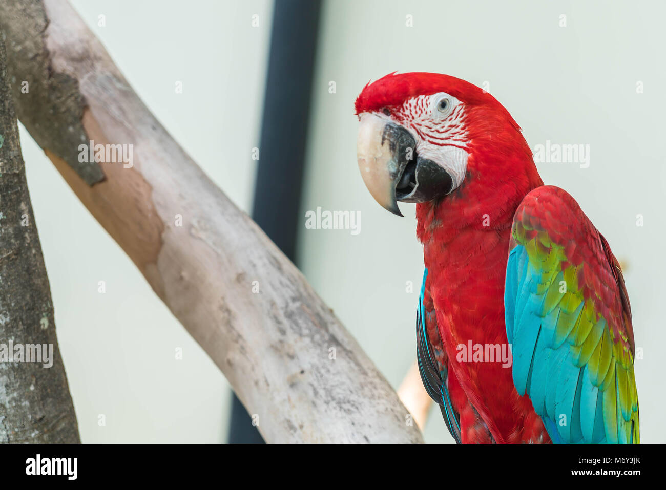 Macau and mexico hi-res stock photography and images - Alamy