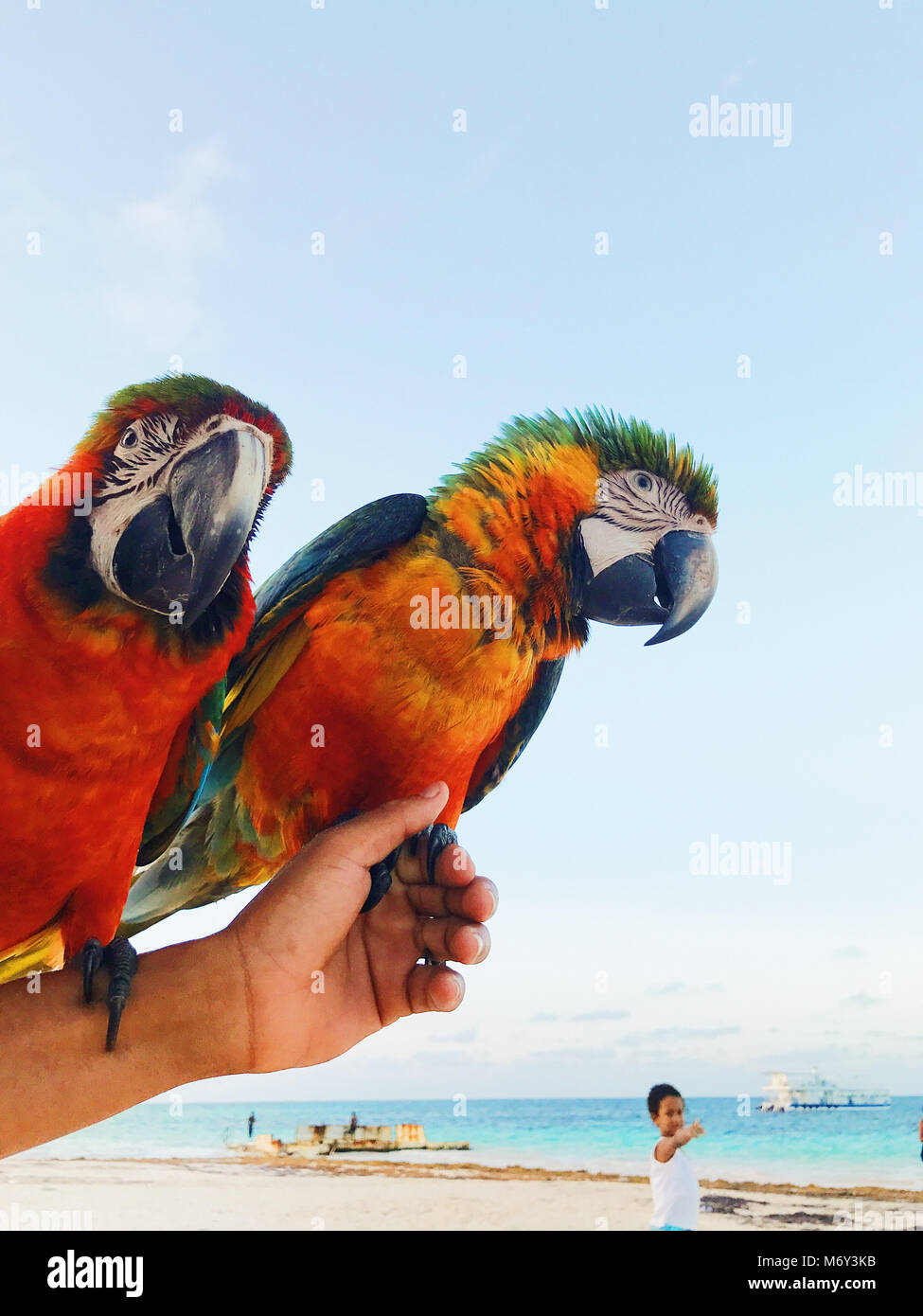 Man holds two colorful macaw parrots on his arm Stock Photo - Alamy