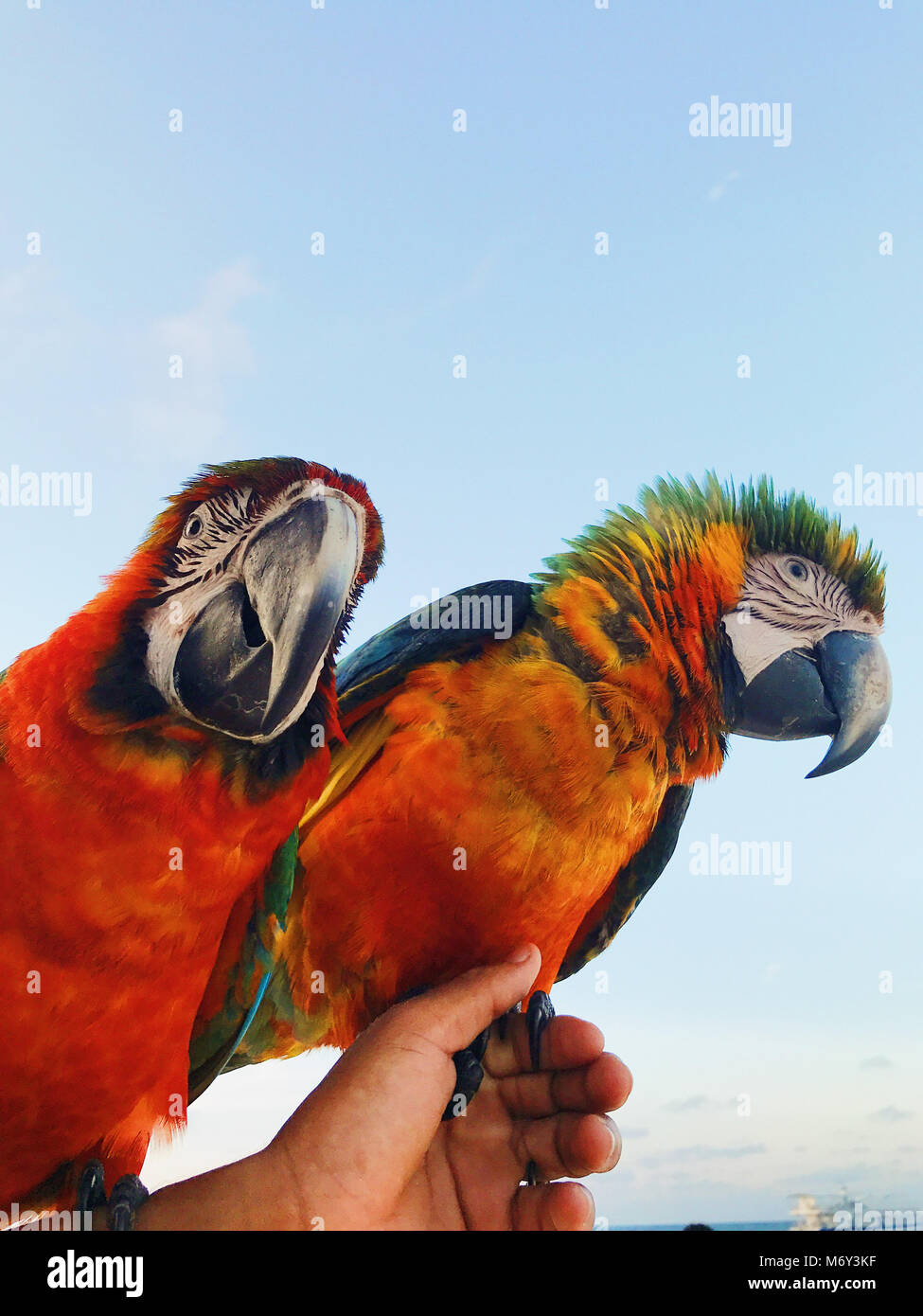 Man holds two colorful macaw parrots on his arm Stock Photo - Alamy