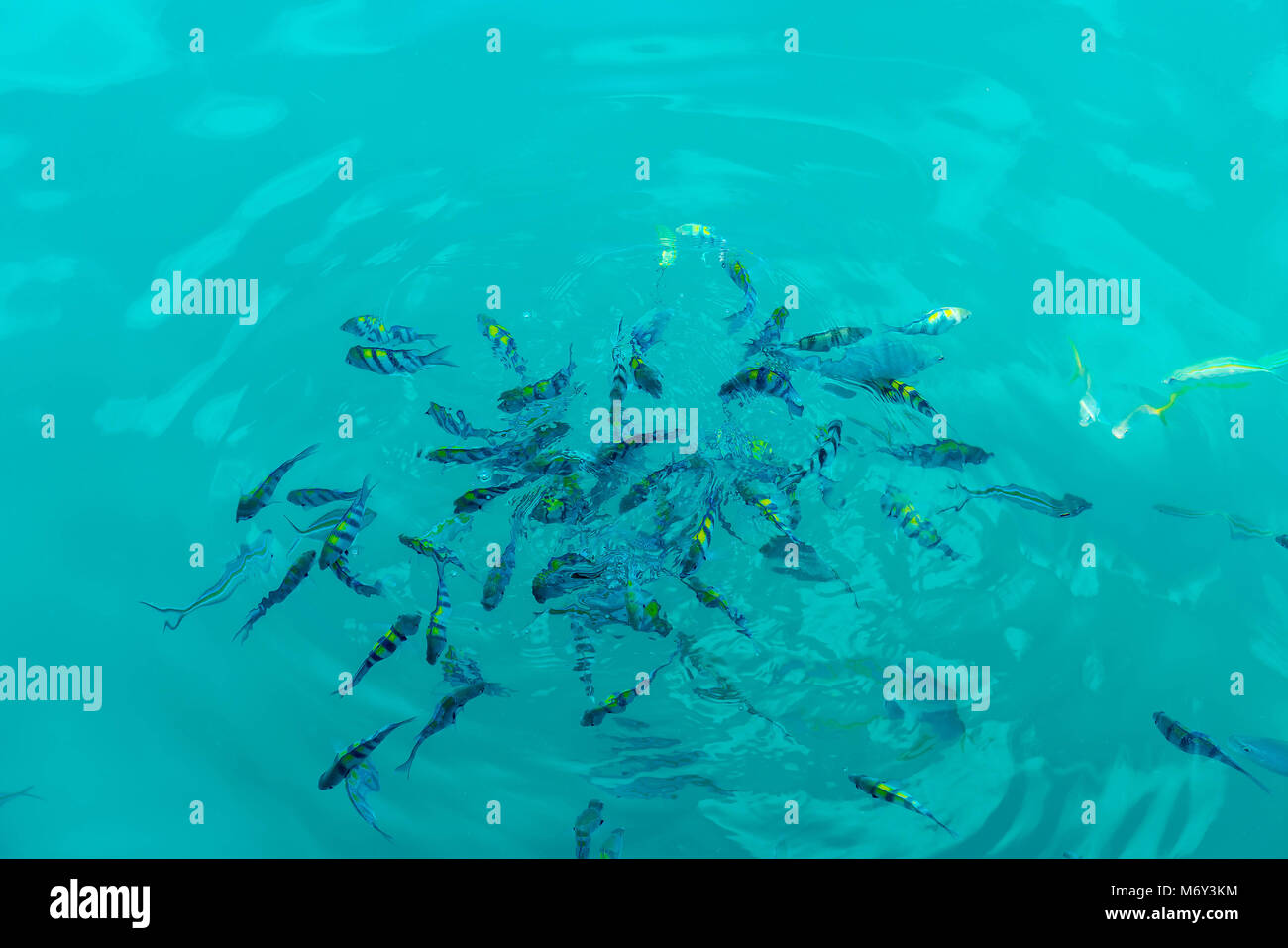 Many beautiful fishes in hi-res stock photography and images - Alamy