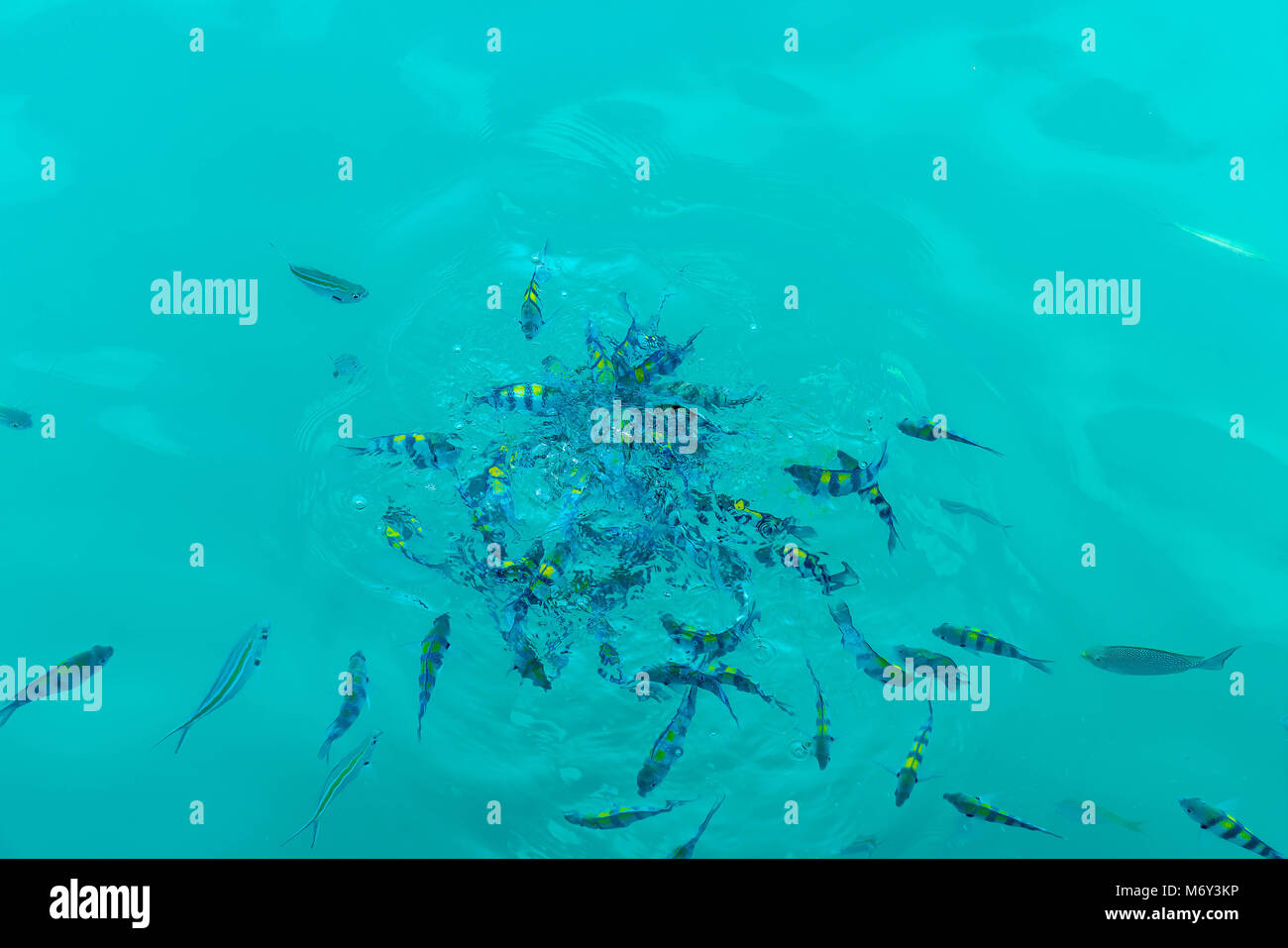 Many beautiful fishes in the sea Stock Photo - Alamy