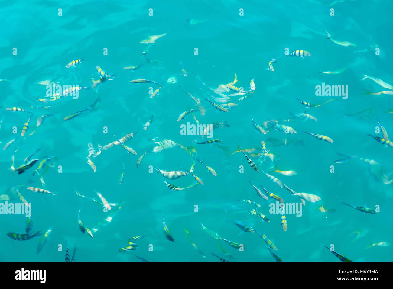 Many beautiful fishes in the sea Stock Photo - Alamy