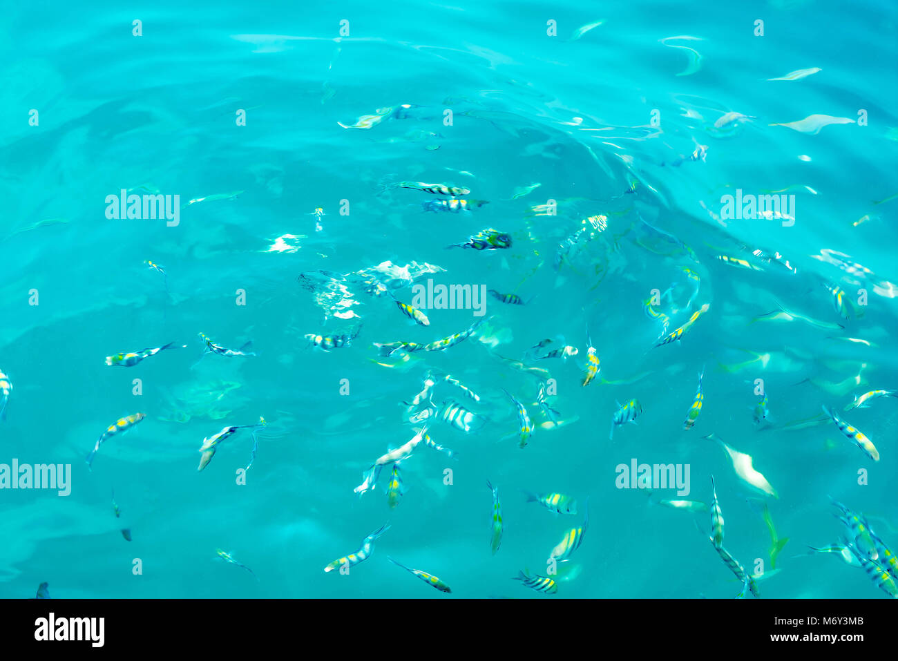 Many beautiful fishes in the sea Stock Photo - Alamy
