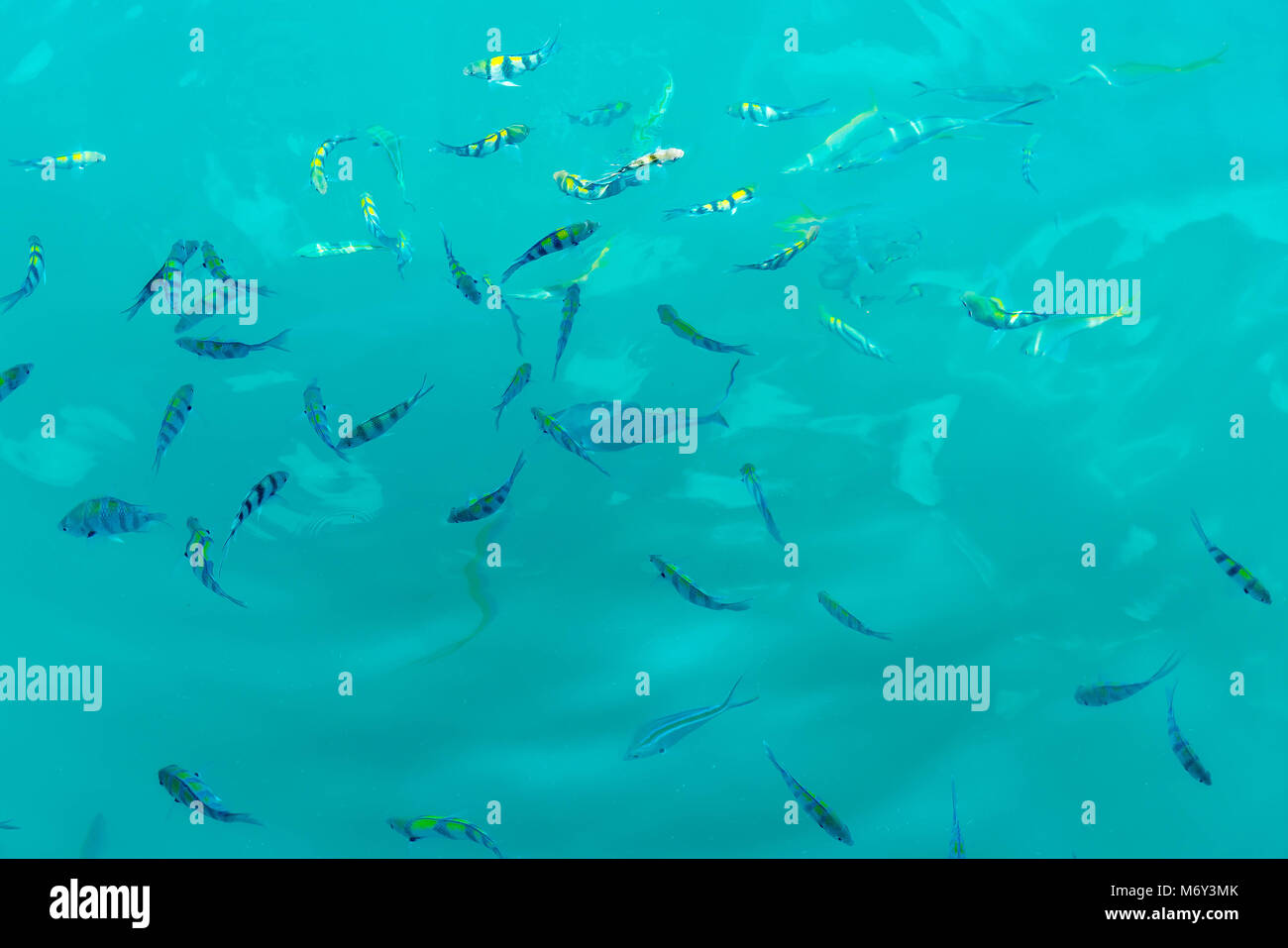 Many beautiful fishes in hi-res stock photography and images - Alamy