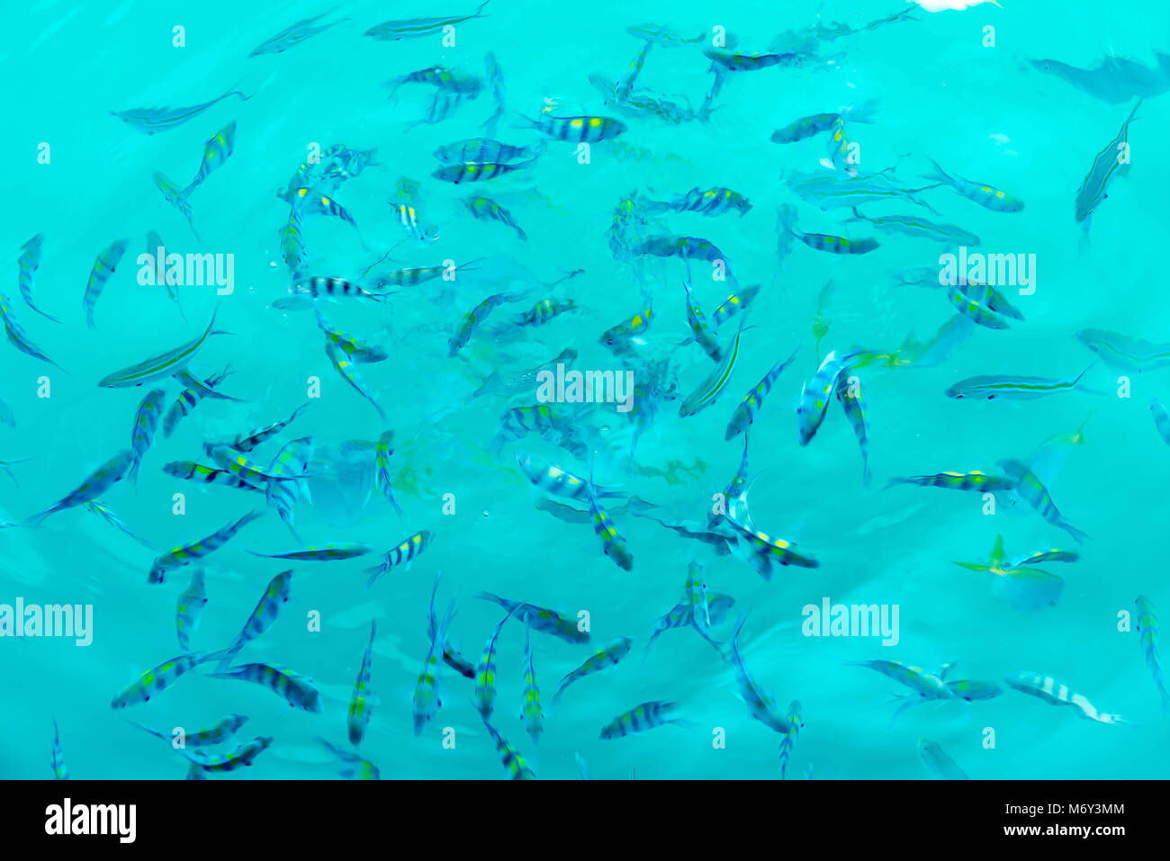 Many beautiful fishes in the sea Stock Photo - Alamy
