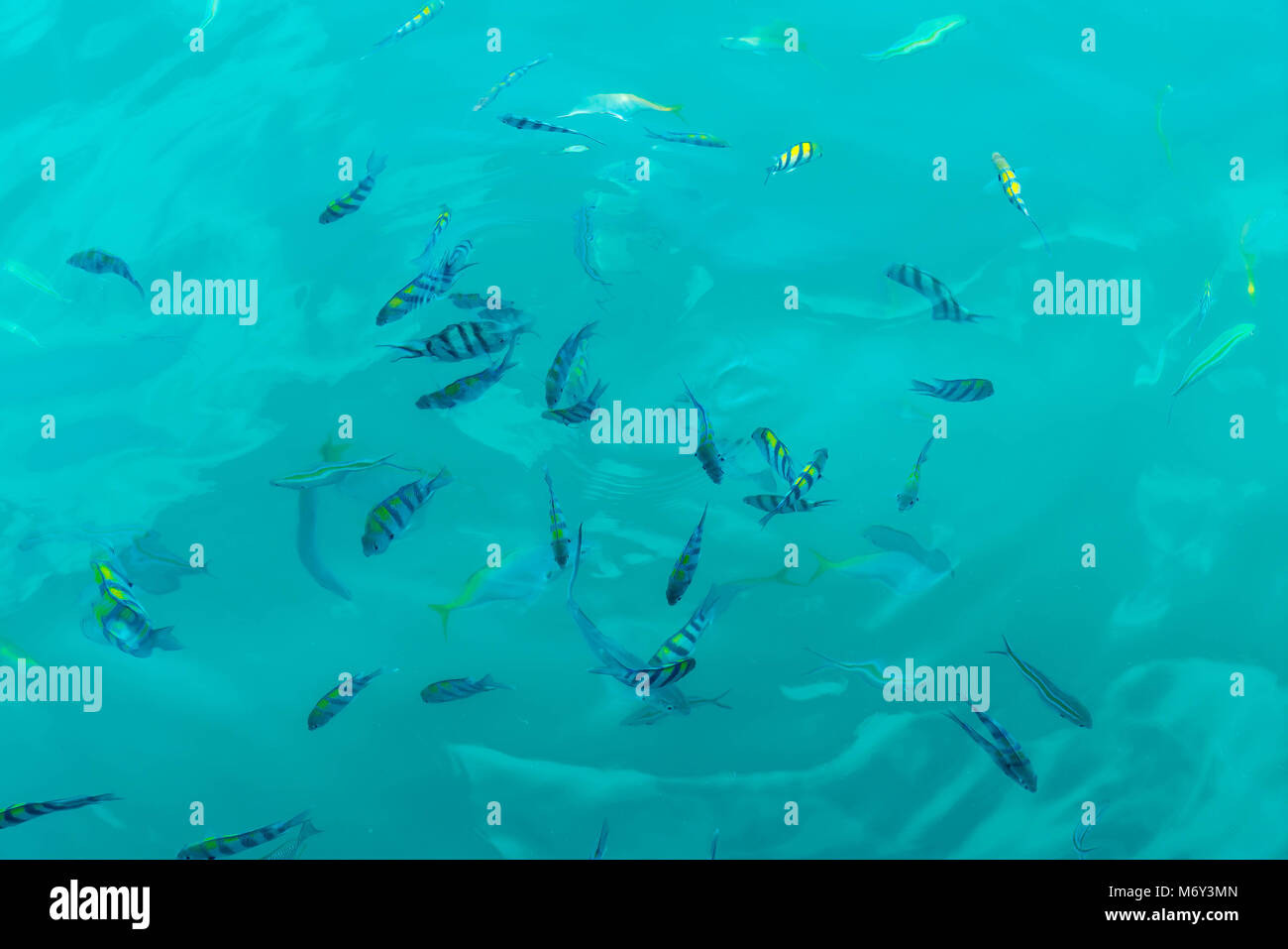 Many beautiful fishes in hi-res stock photography and images - Alamy