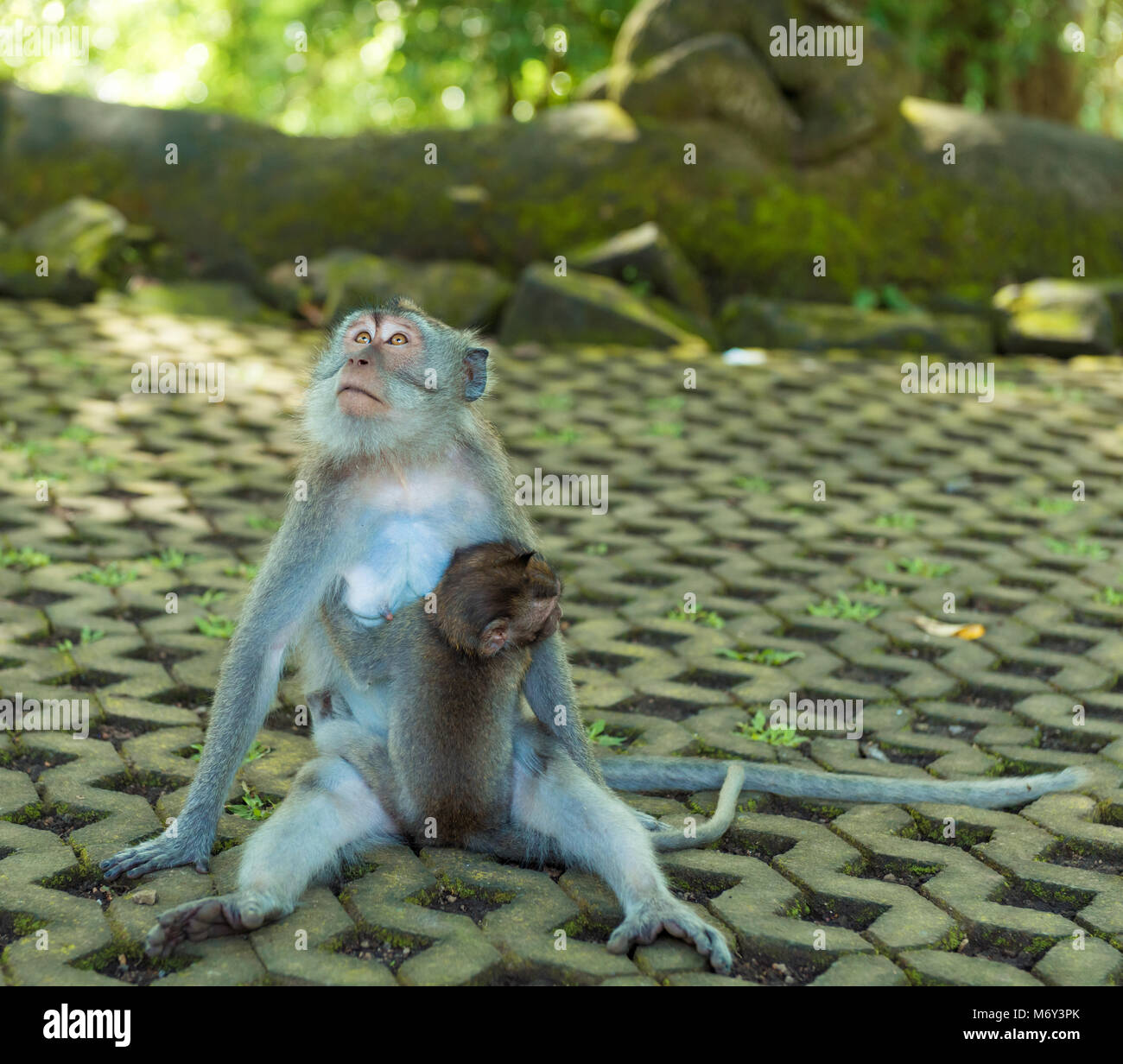 Baby monkey sacred forest hi-res stock photography and images - Alamy