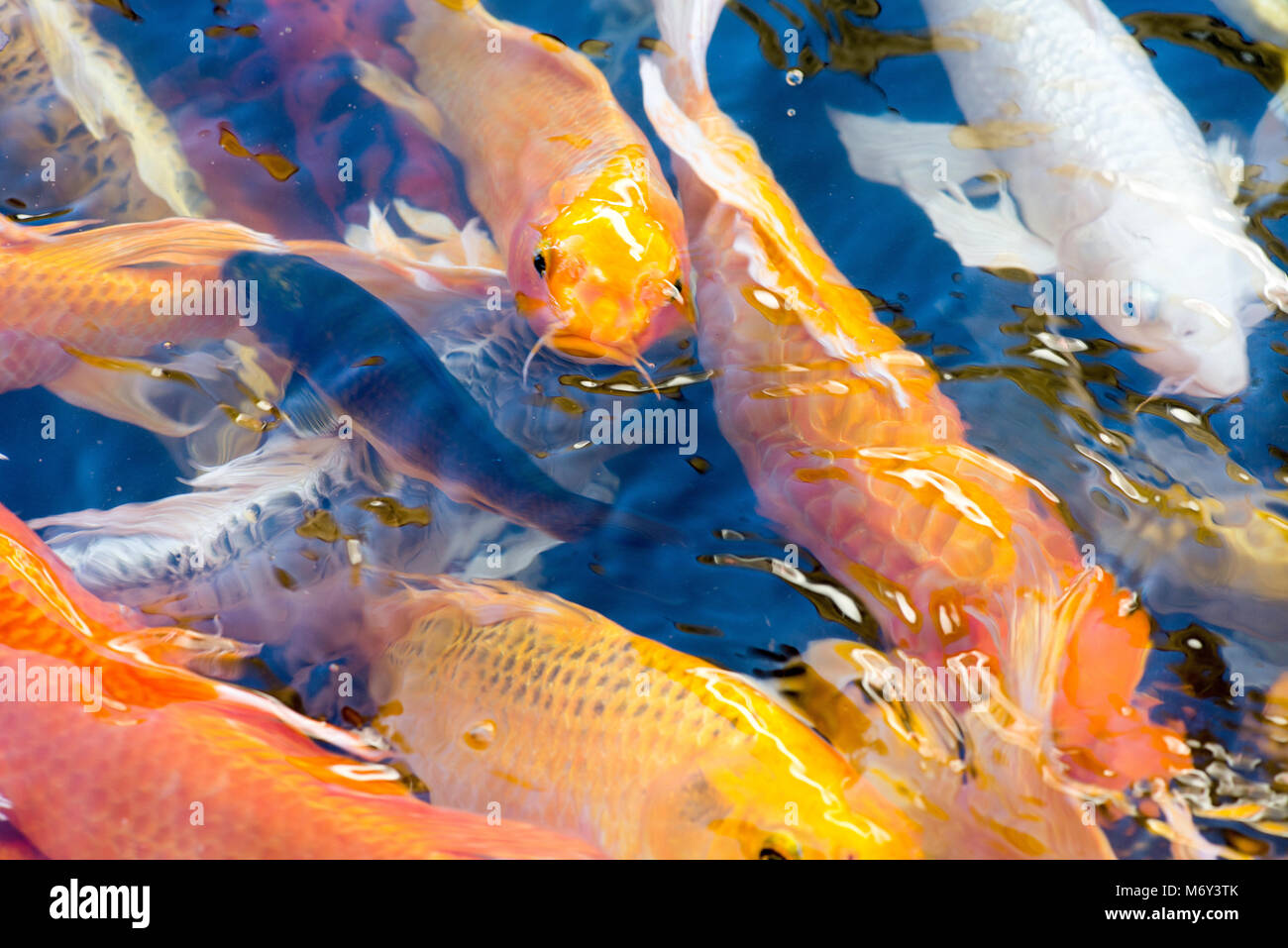 Movement of beautiful koi fish swimming in the pond Stock Photo - Alamy