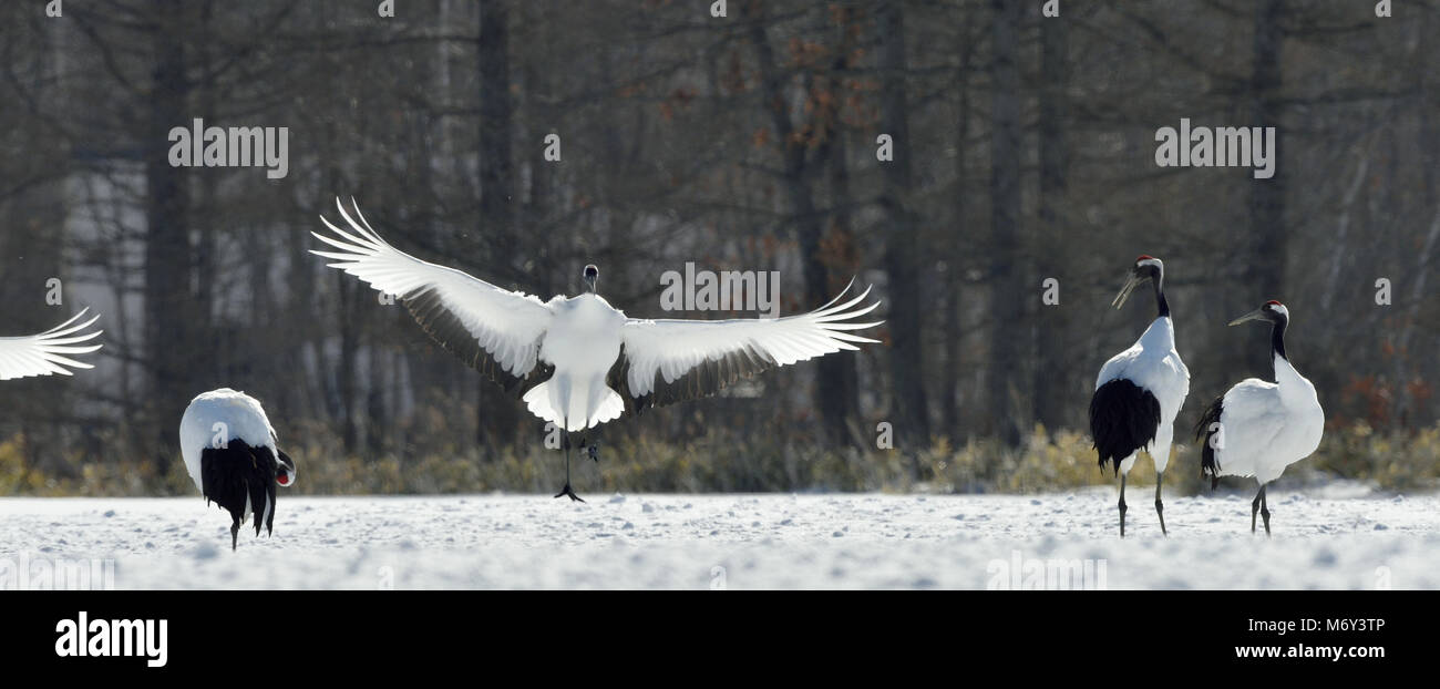 Dancing Cranes. The red-crowned crane, also called the Japanese crane ...
