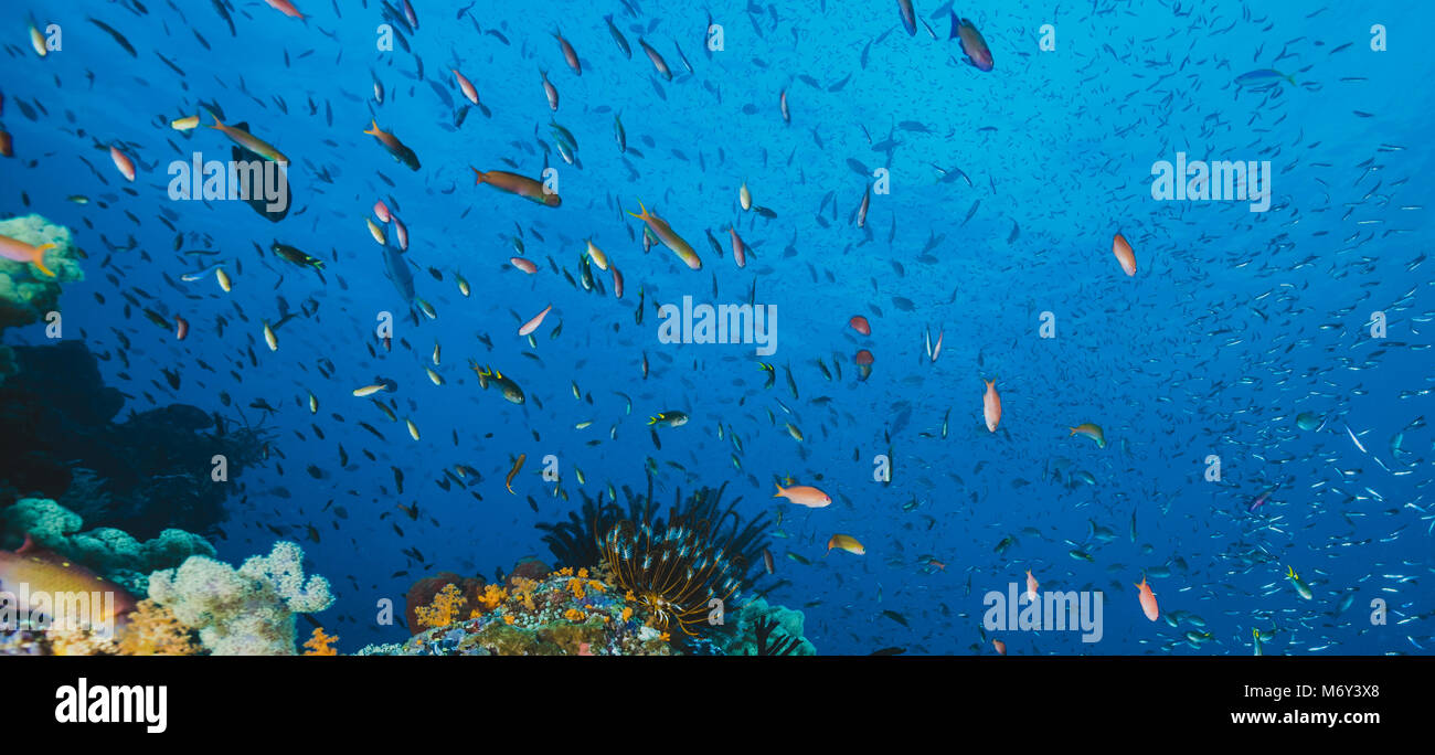Panoramic underwater seascape hi-res stock photography and images - Alamy