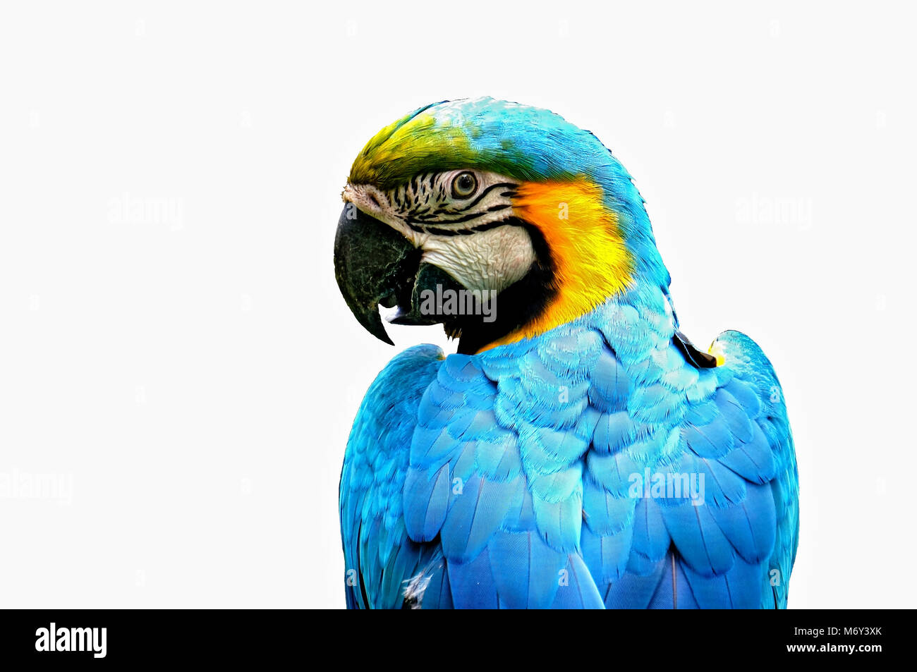 Parrot profile hi-res stock photography and images - Alamy