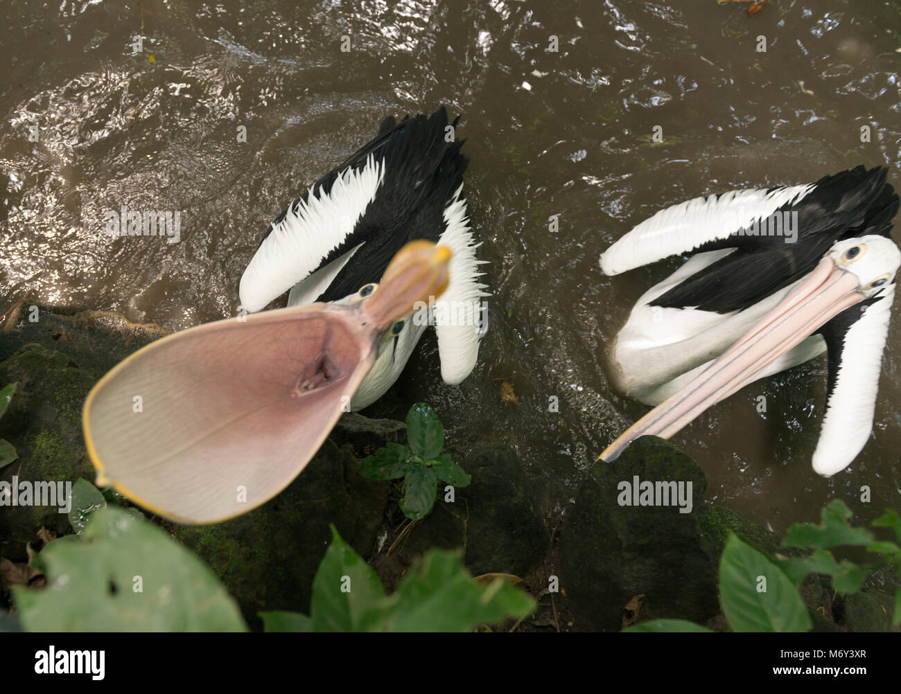 Pelican Open Mouth High Resolution Stock Photography and Images - Alamy