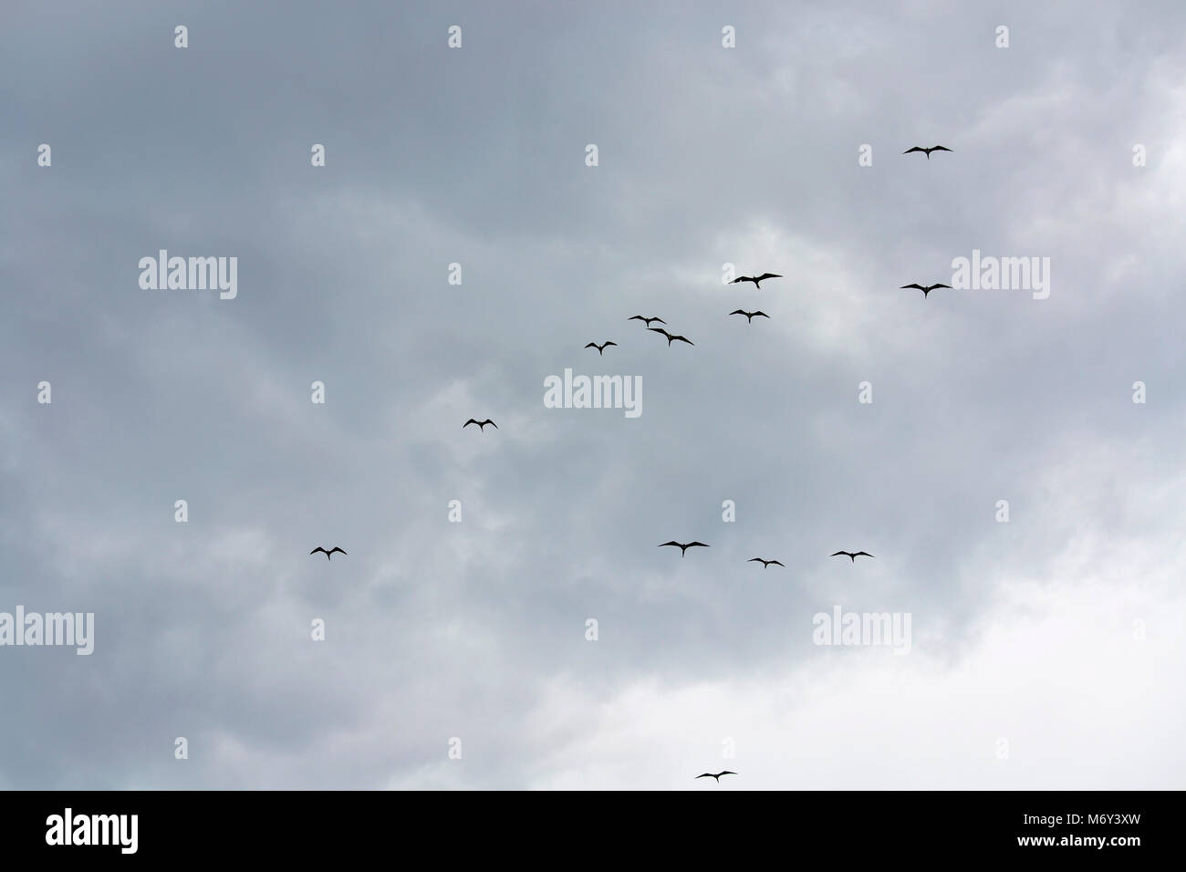 Flying pidgeons hi-res stock photography and images - Alamy